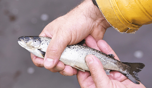 Biomark Vaki - Merck Animal Health