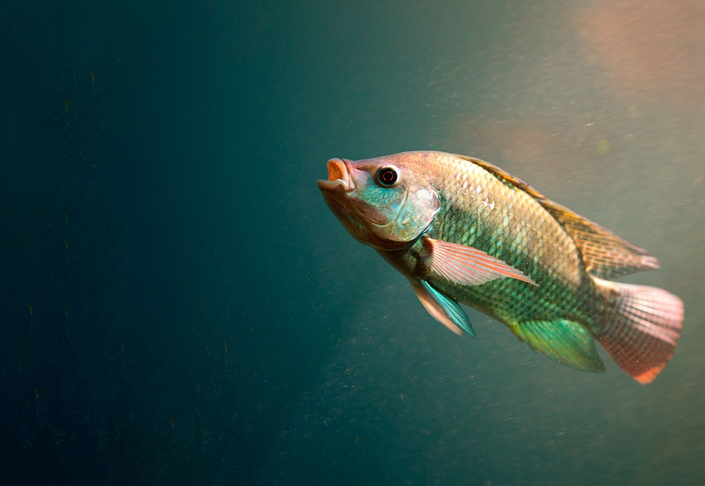 Corporate home page - Merck Animal Health